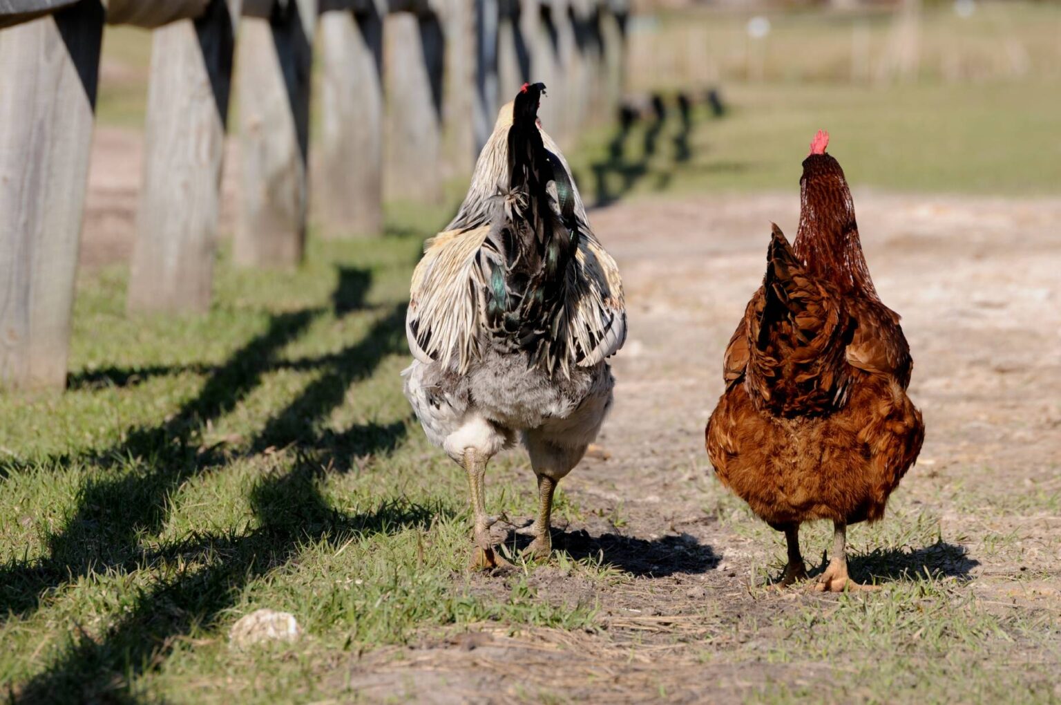 Six Sustainable Hens - Backyard Poultry